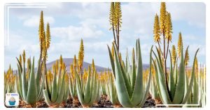 10 Remarkable Anti Diabetic Plants You Should Know About - Beat Diabetes