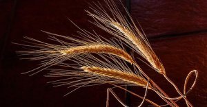 Barley: 10 Benefits, Side effects & Nutrition Facts - Beat Diabetes